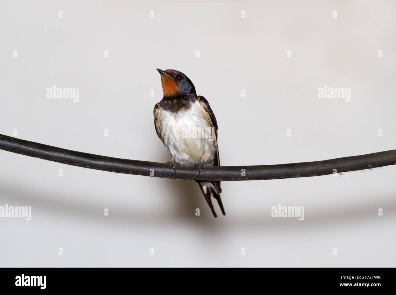 Barn swallow sitting on an electric wire in front of a white wall Stock ...