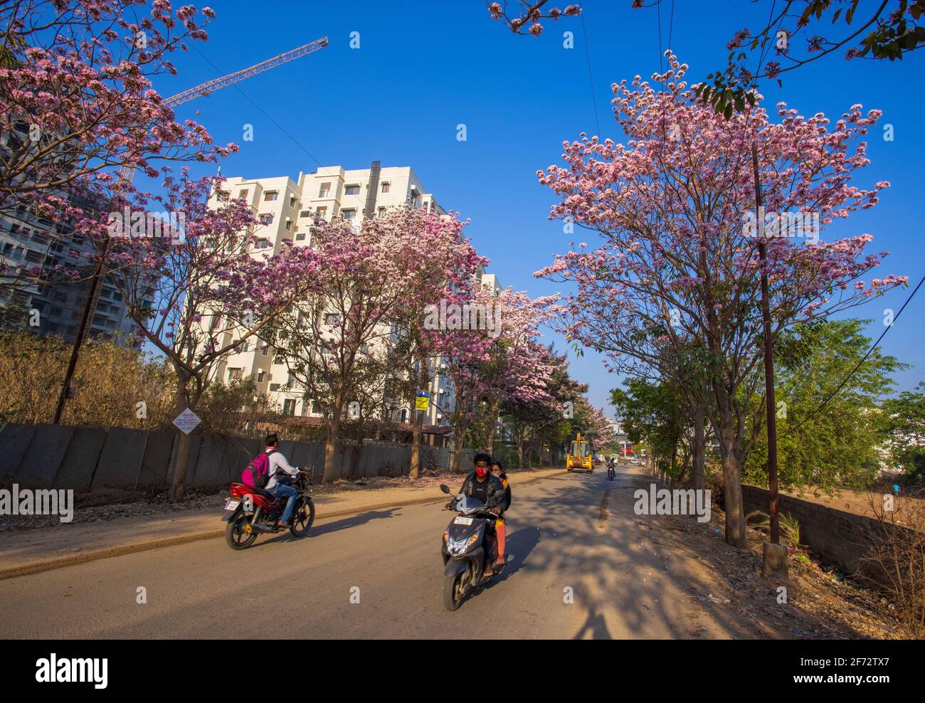 Pink trumpet bangalore hi-res stock photography and images - Alamy
