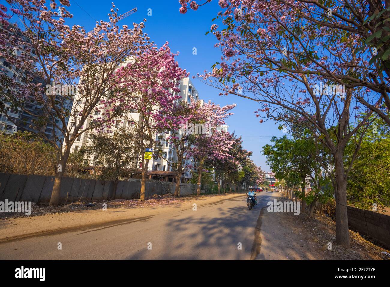 Pink trumpet bangalore hi-res stock photography and images - Alamy