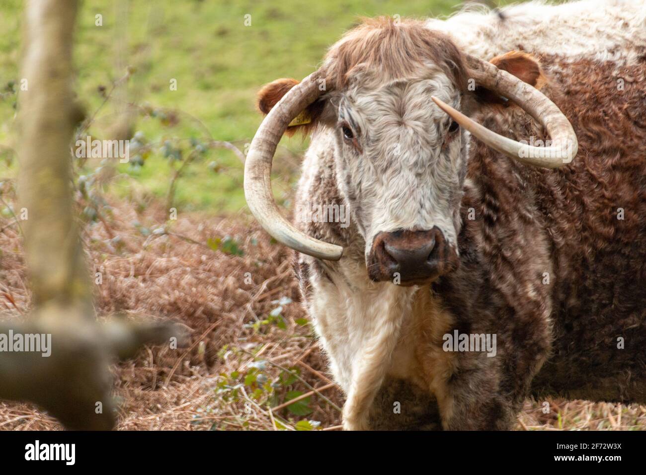 A close up view of a english cow in the middle of a forest looking for ...