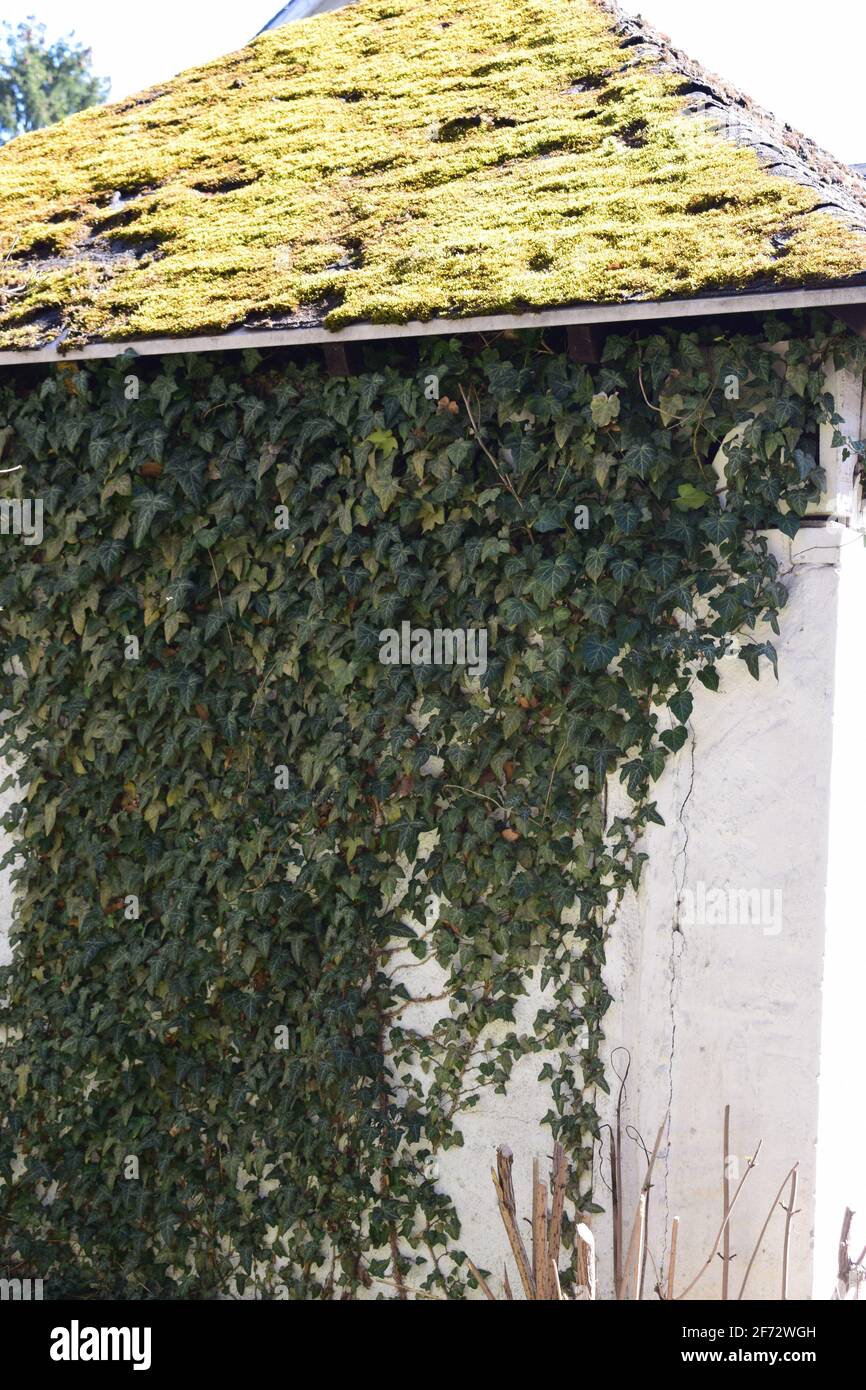 Old roof with ivy and moss hi-res stock photography and images - Alamy