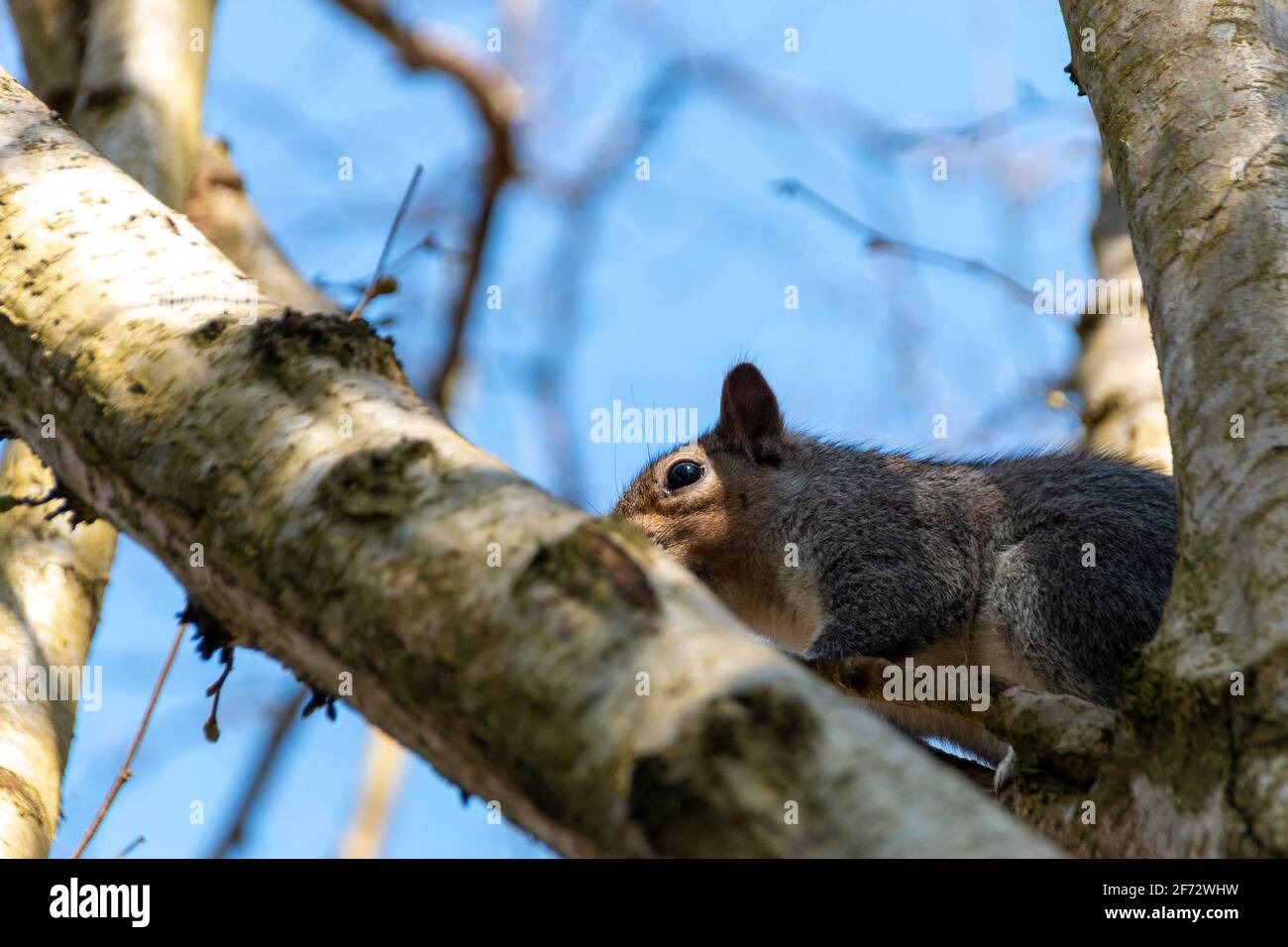 a close up view of a squirrel hiding high up in a tree Stock Photo - Alamy