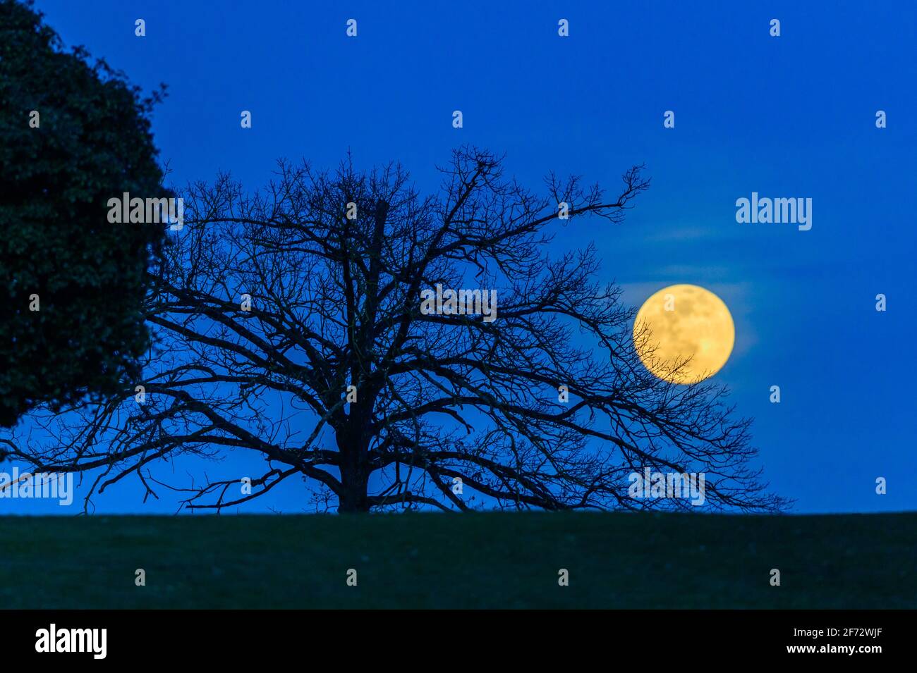 Full moon behind winter trees hi-res stock photography and images - Alamy