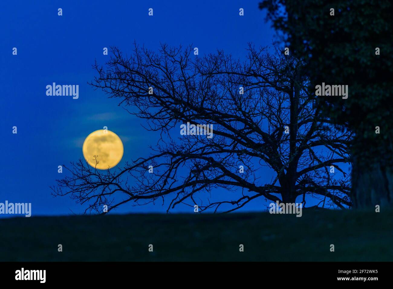 Full moon behind winter trees hi-res stock photography and images - Alamy