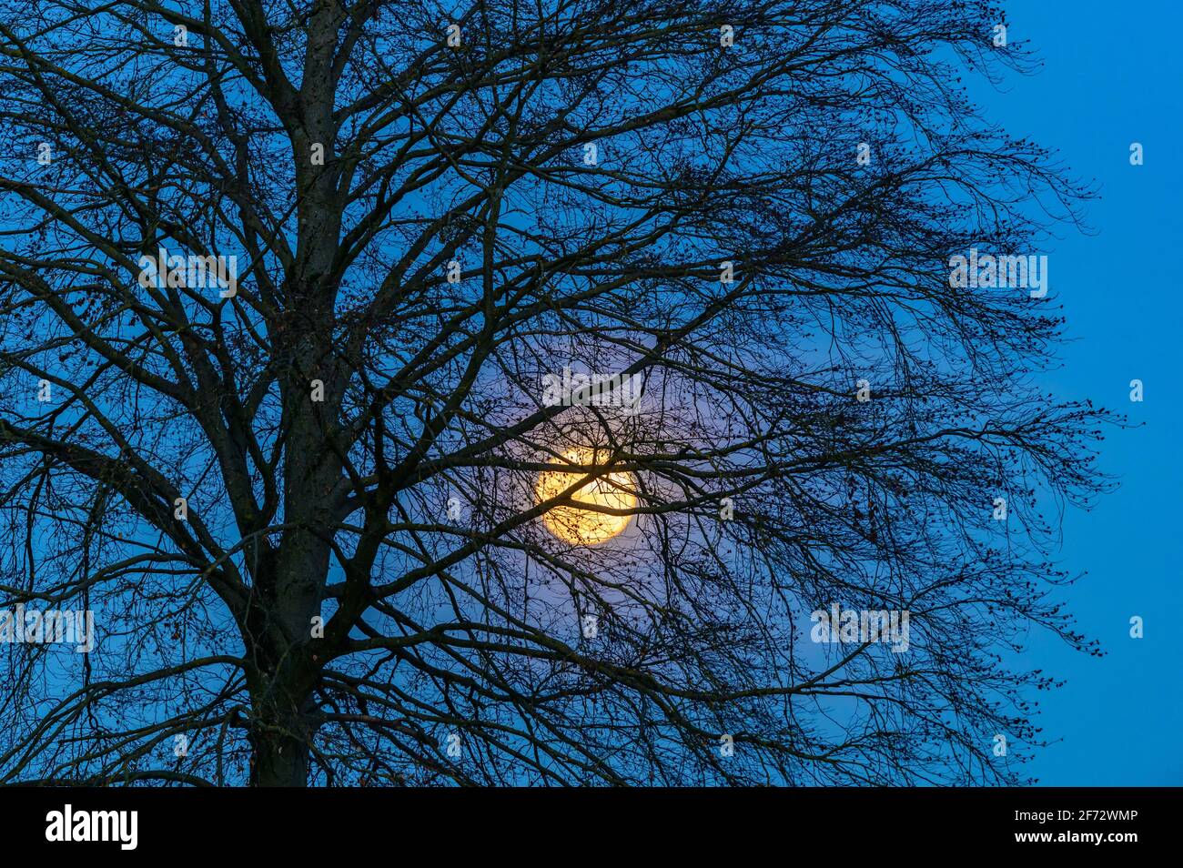 Full moon behind winter trees hi-res stock photography and images - Alamy