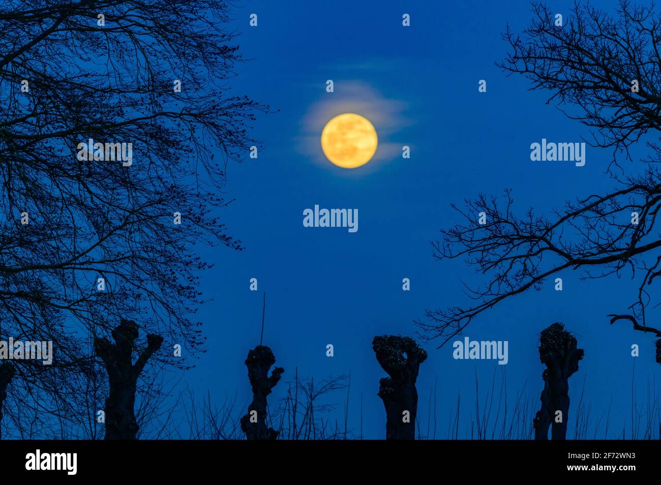 Full moon behind winter trees hi-res stock photography and images - Alamy