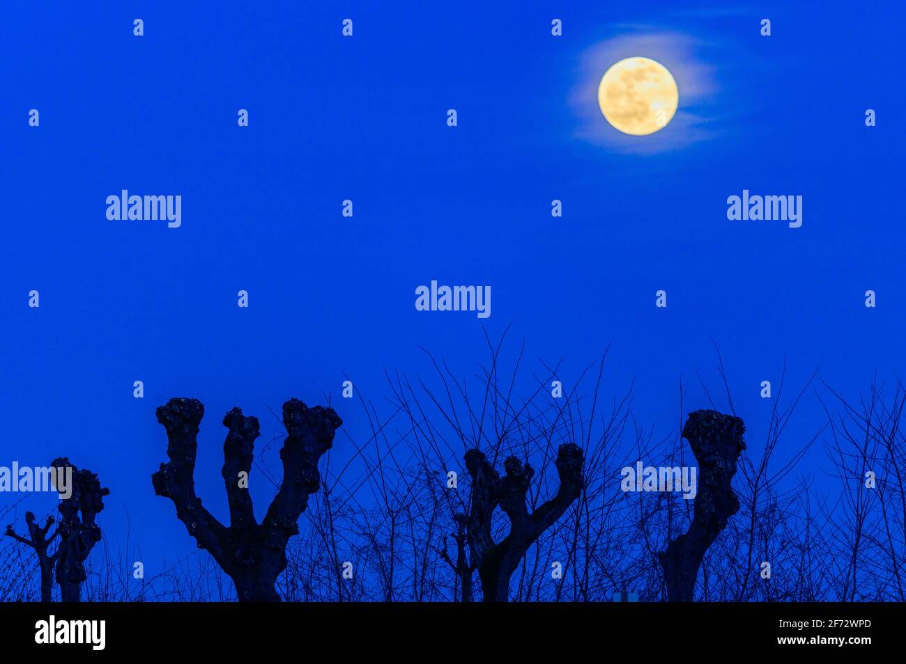 Full moon behind winter trees hi-res stock photography and images - Alamy