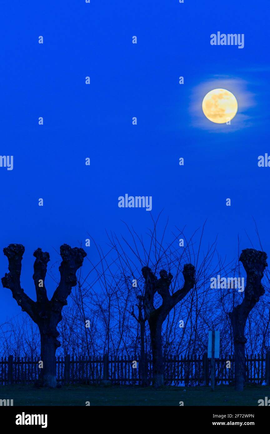 Full moon behind winter trees hi-res stock photography and images - Alamy