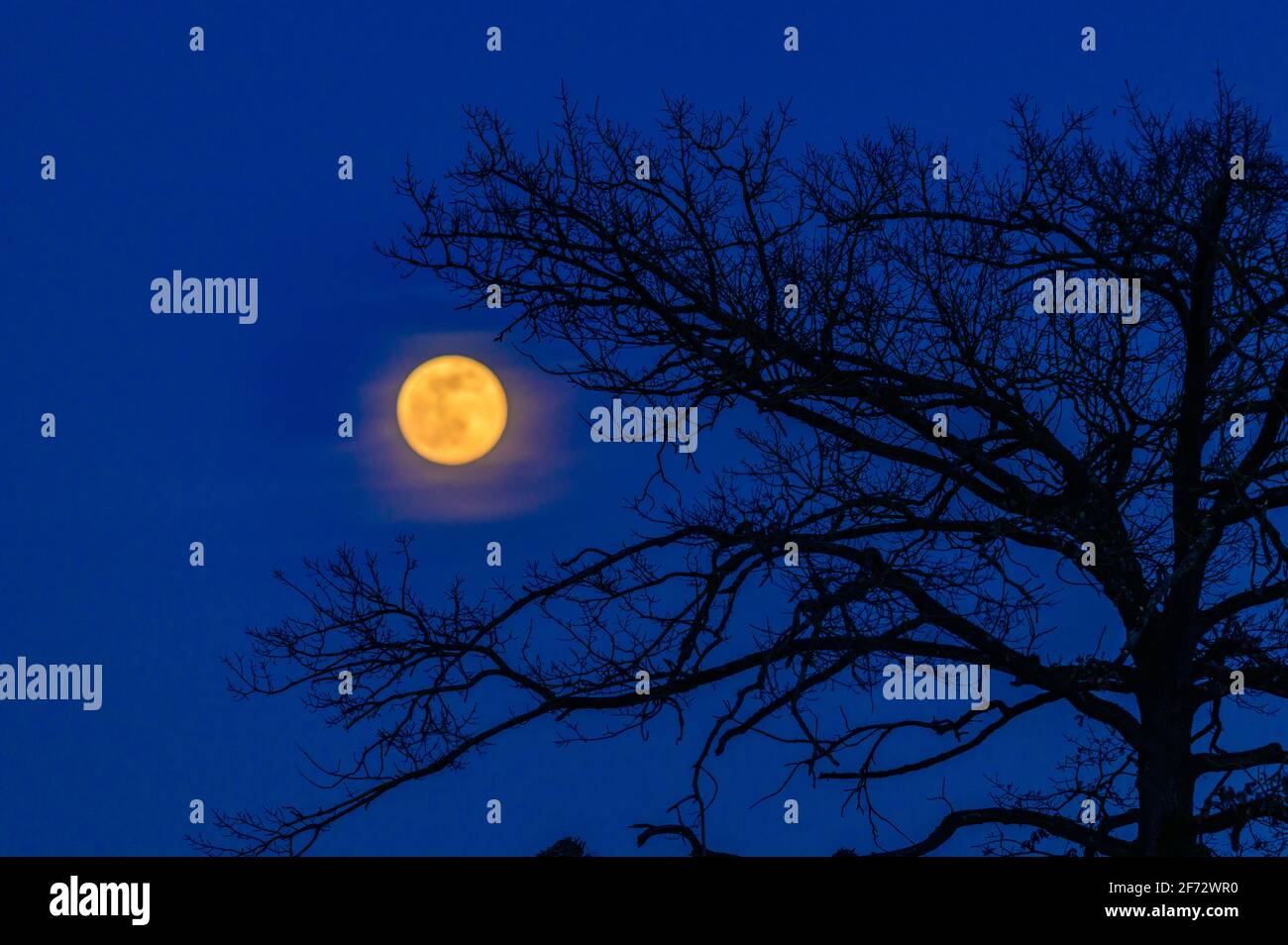 Full moon behind winter trees hi-res stock photography and images - Alamy