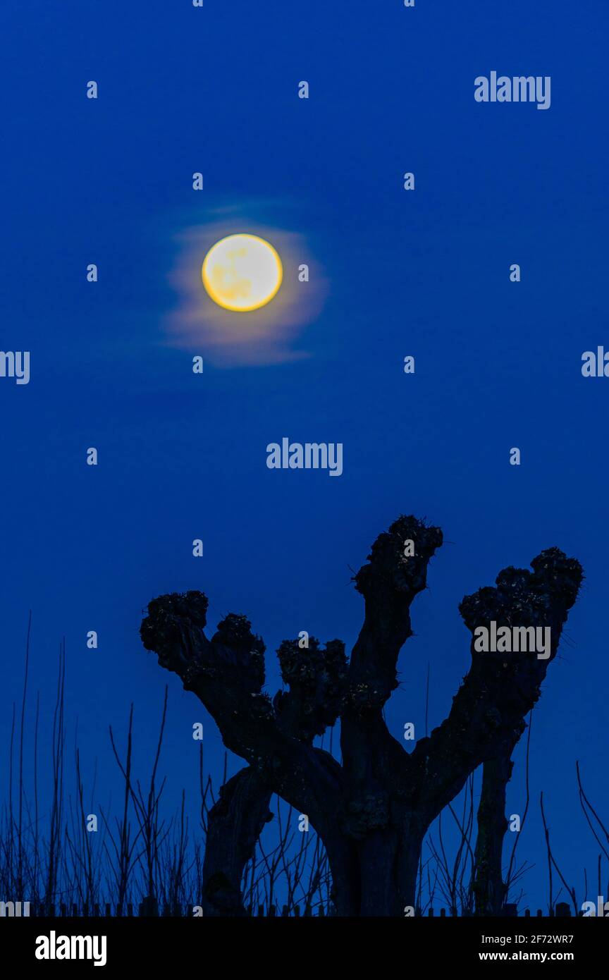 Full moon behind winter trees hi-res stock photography and images - Alamy