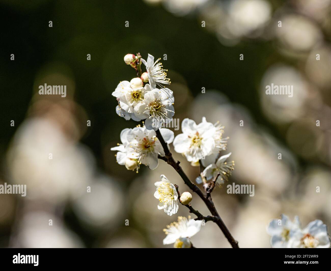 Japanese plum blossoms in full bloom in an ume plum orchard near ...
