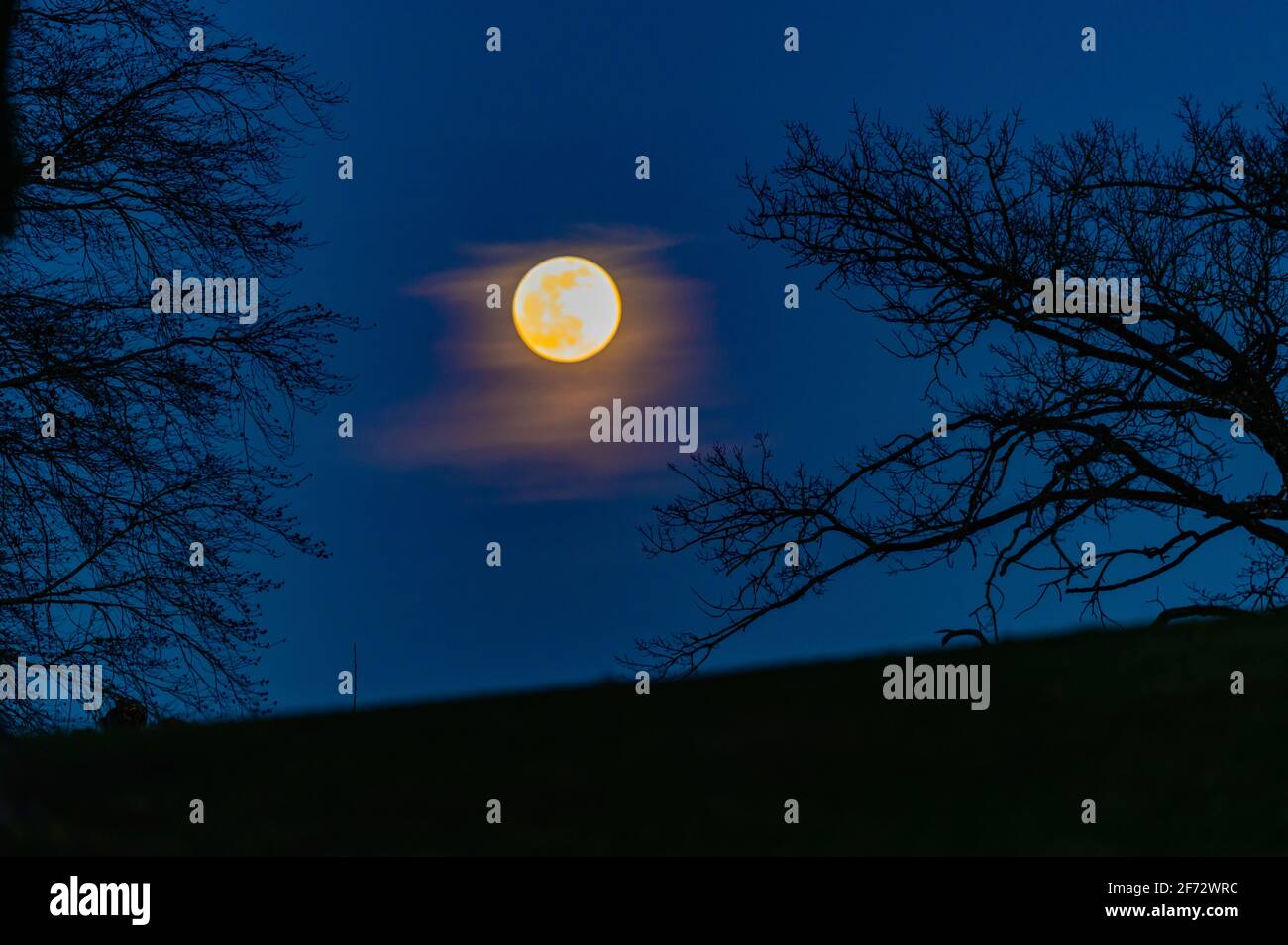 Full moon behind winter trees hi-res stock photography and images - Alamy