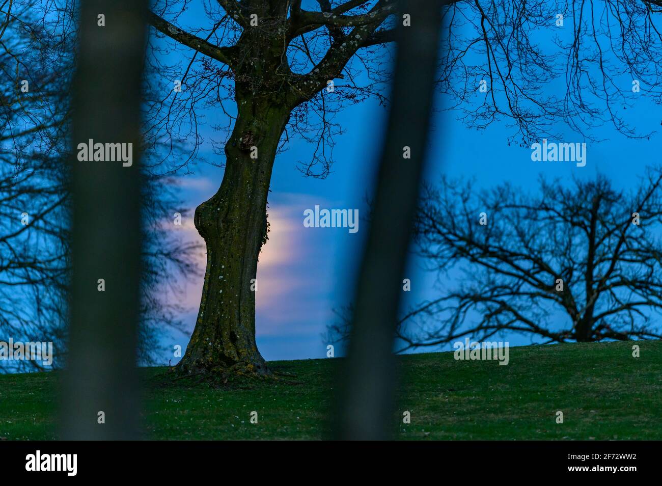 Full moon behind winter trees hi-res stock photography and images - Alamy