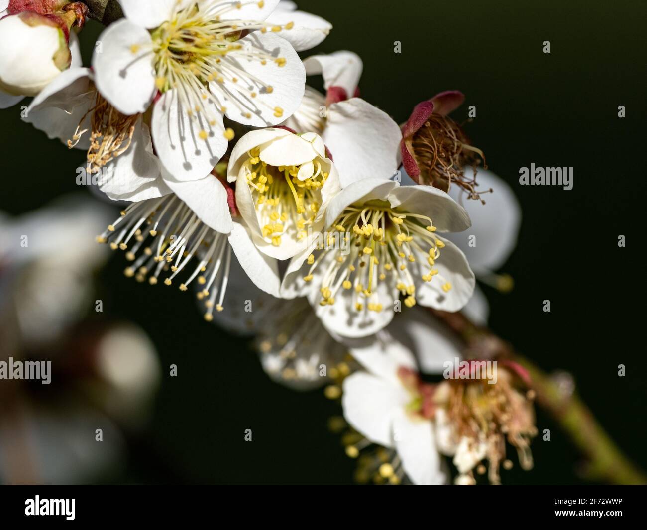 Japanese plum blossoms in full bloom in an ume plum orchard near ...