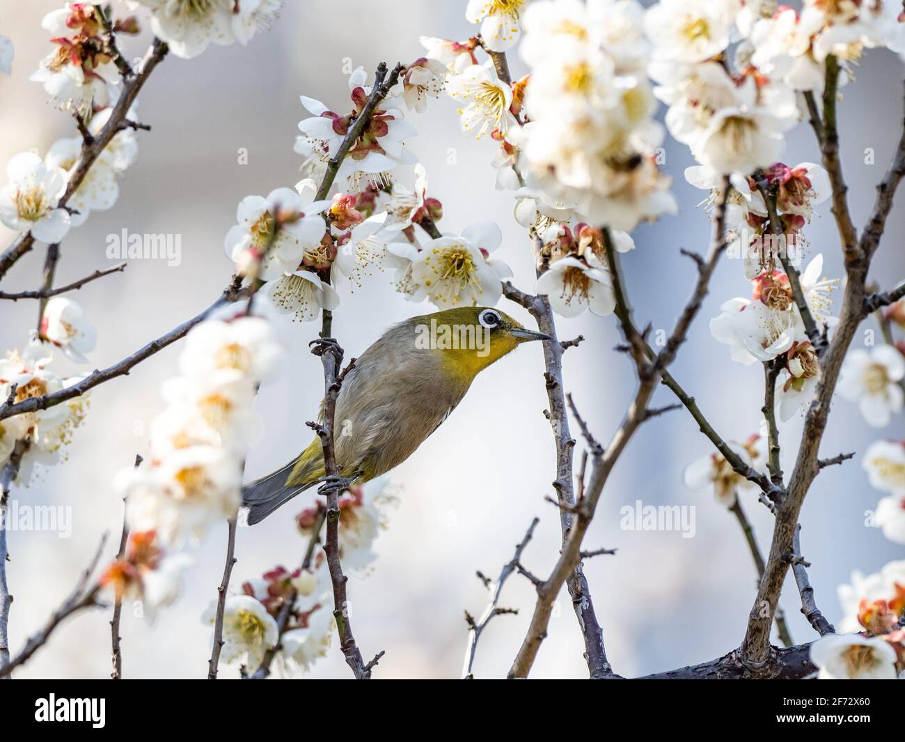 A Japanese white-eye, also called a warbling white-eye or mountain ...