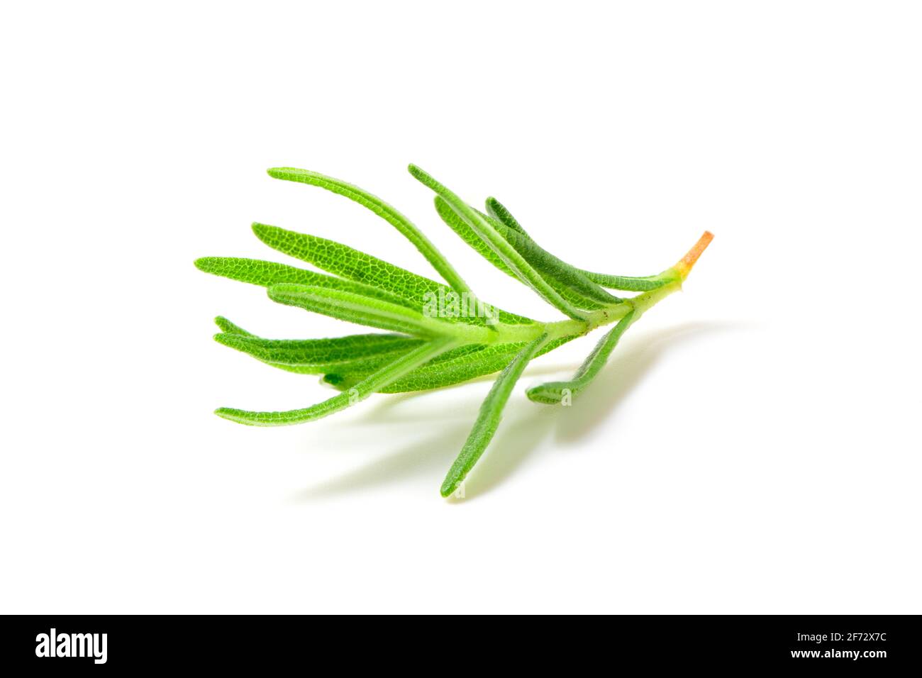 Branch of fresh rosemary isolated on white background. Rosemary is a ...