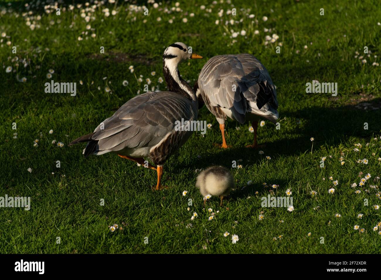 English goose hi-res stock photography and images - Alamy