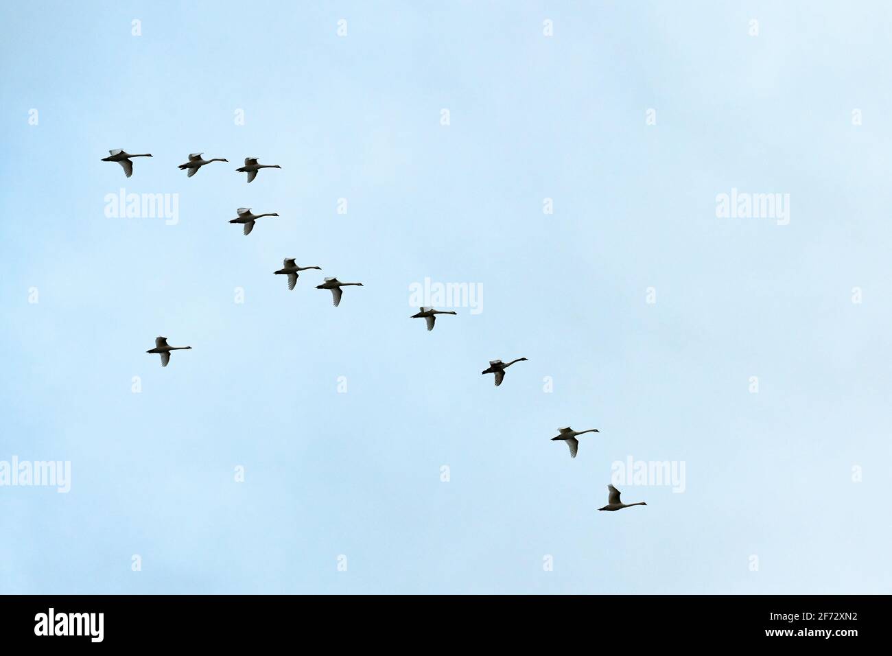 Flock of birds, swans flying high in blue sky. Flight in V-formation ...