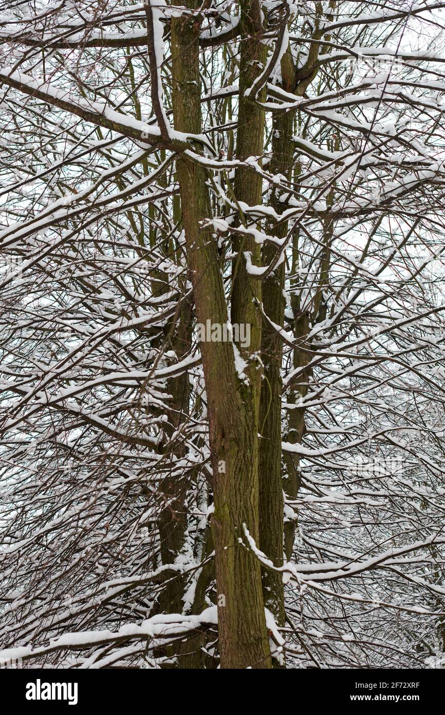 Deciduous tree with branches covered with snow in forest. Frozen tree ...