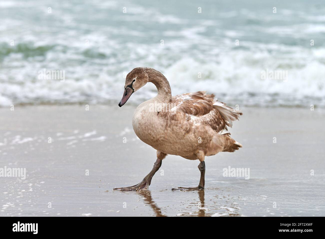 Young brown colored white swan walking by blue waters of Baltic sea ...
