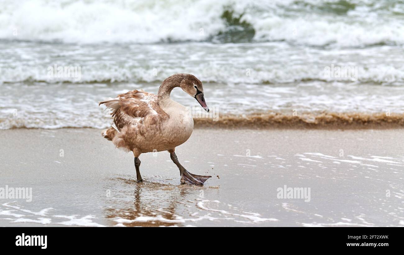 Young brown colored white swan walking by blue waters of Baltic sea ...