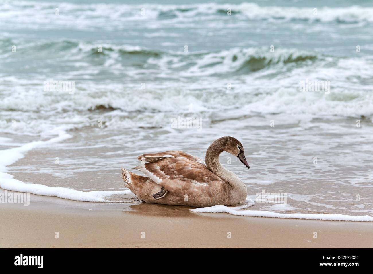 Young brown colored white swan sitting on sand by blue waters of Baltic ...