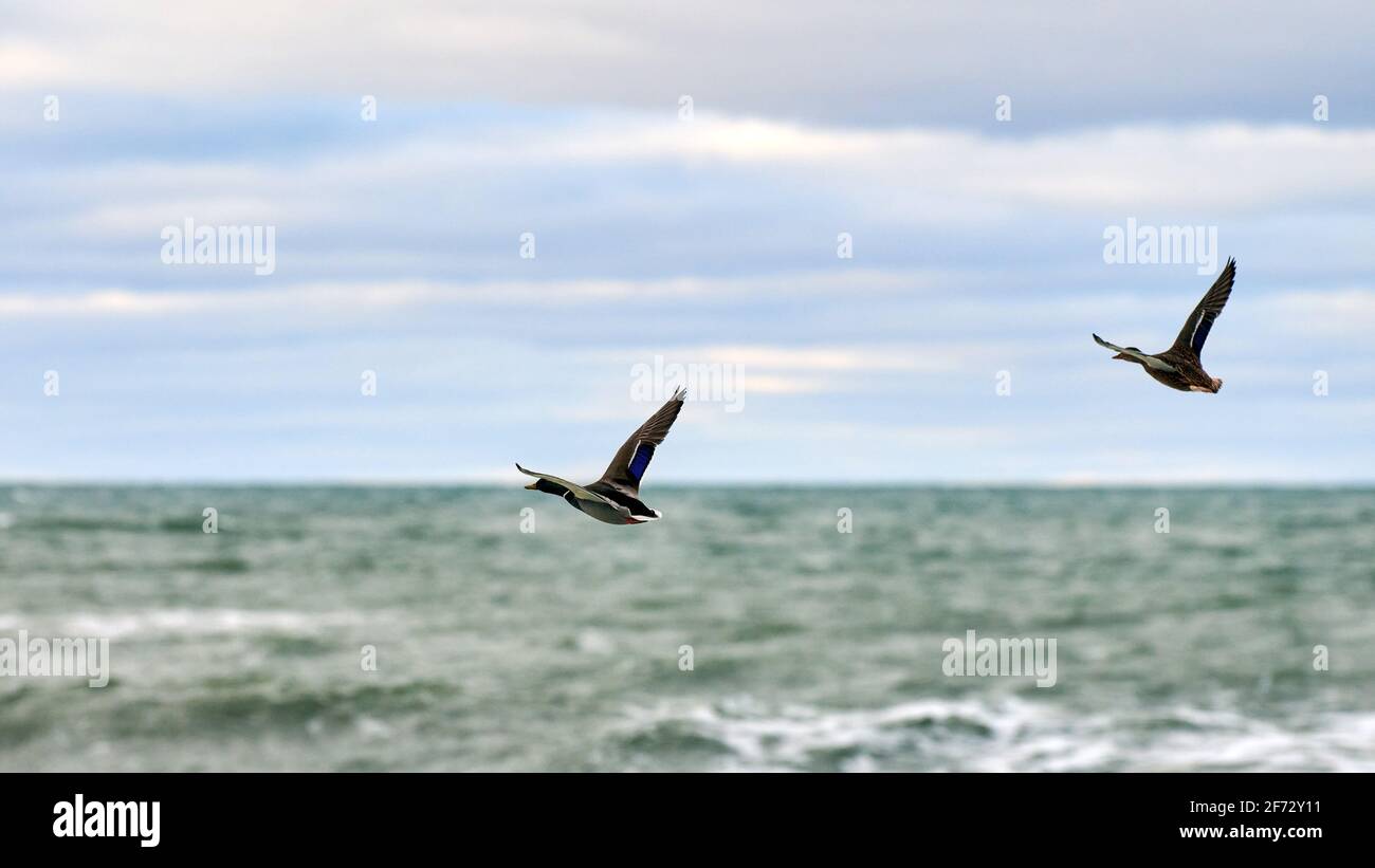 Duck Flying Over Water High Resolution Stock Photography and Images - Alamy