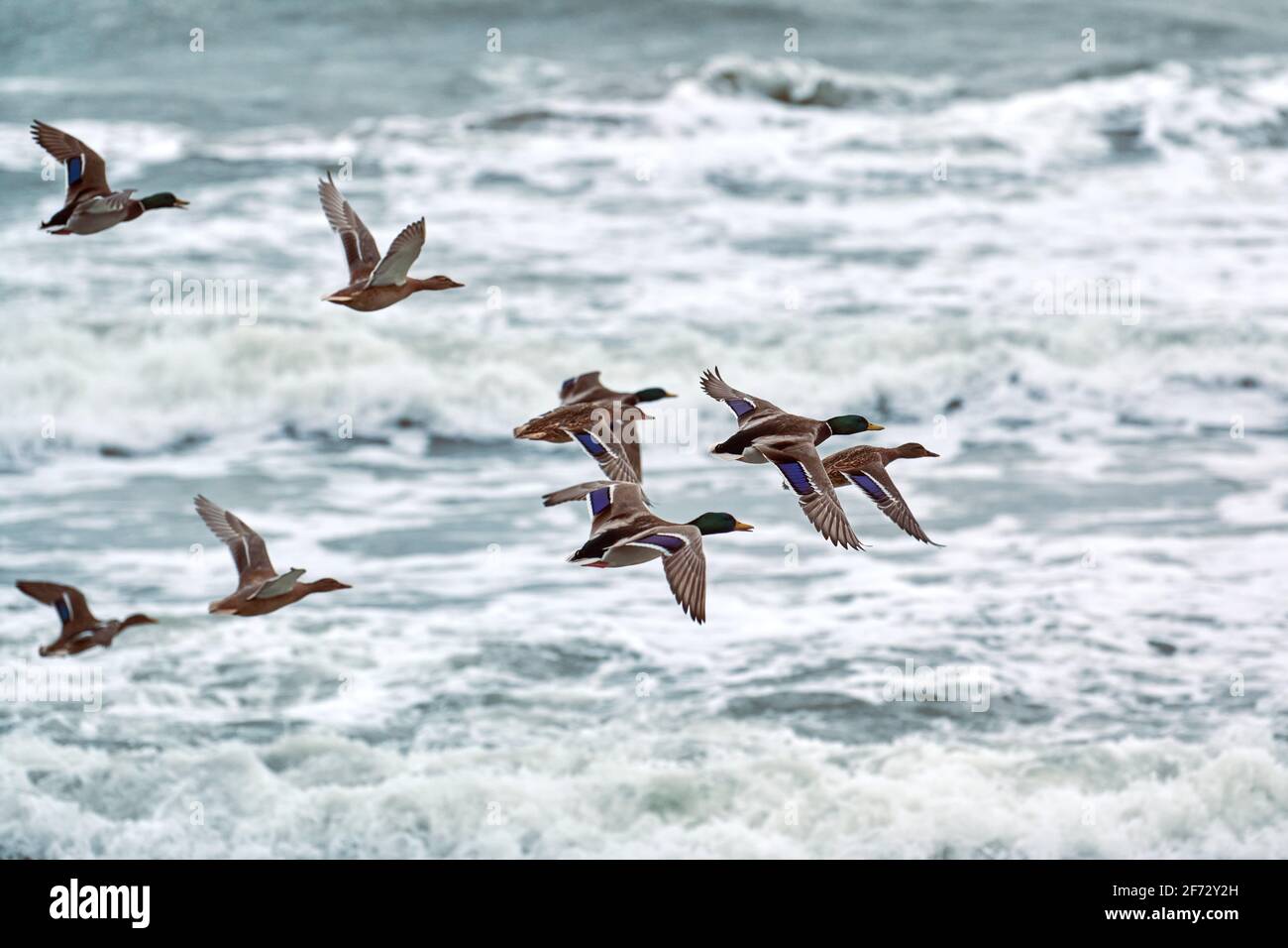 Duck Flying Over Water High Resolution Stock Photography and Images - Alamy
