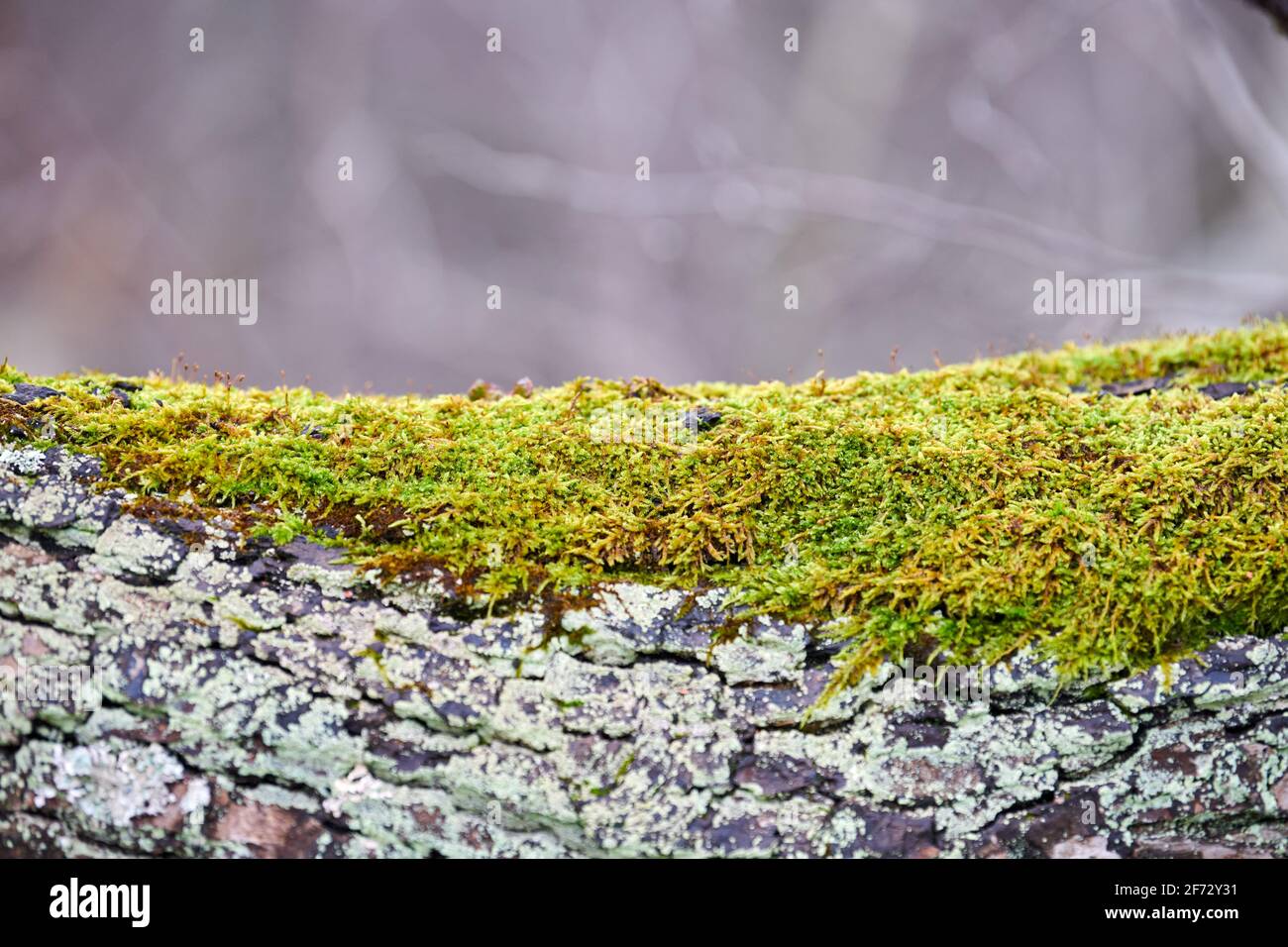 Beautiful bright green moss covering tree trunk in forest. Wood full of ...