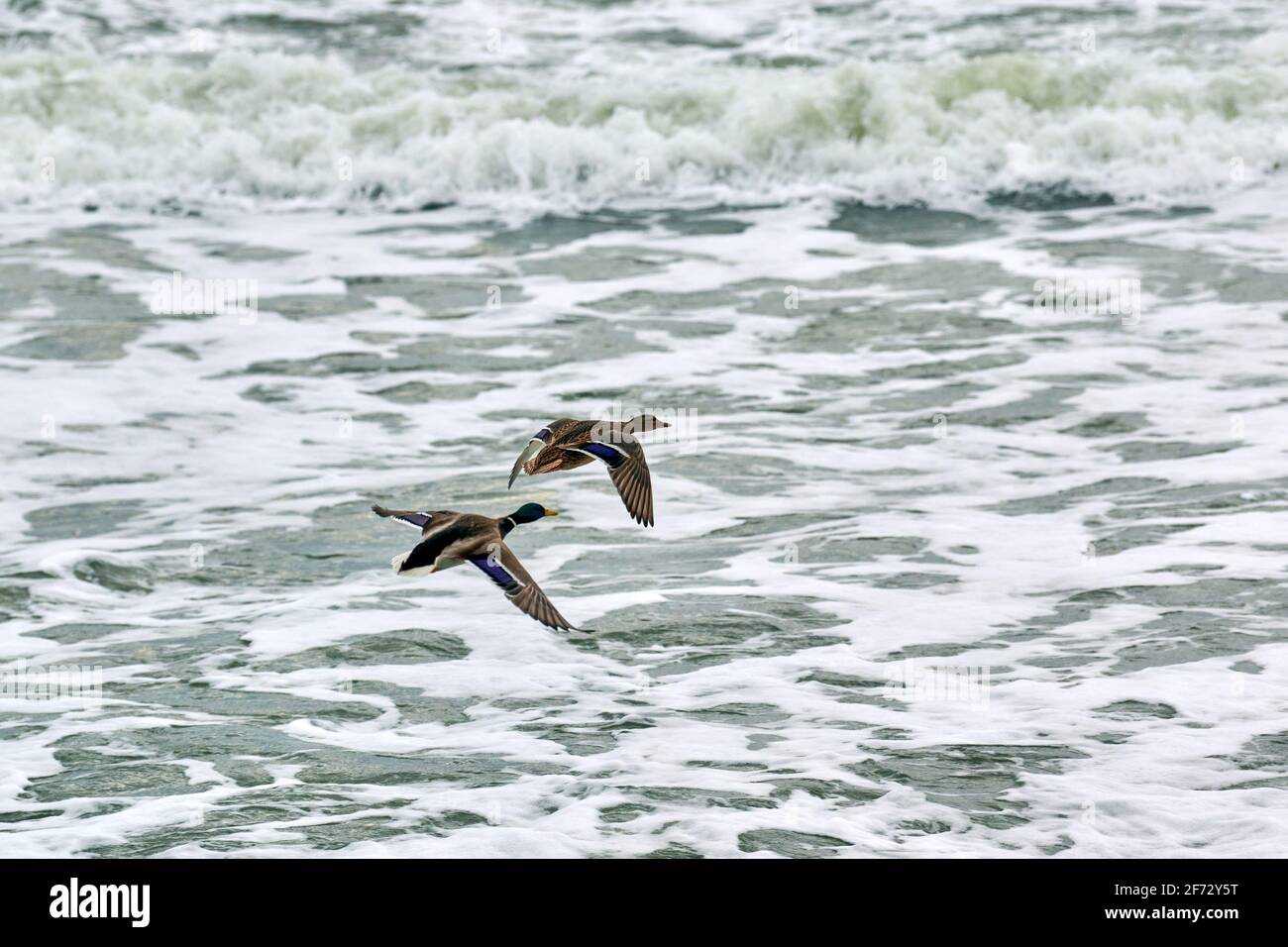 Duck Flying Over Water High Resolution Stock Photography and Images - Alamy
