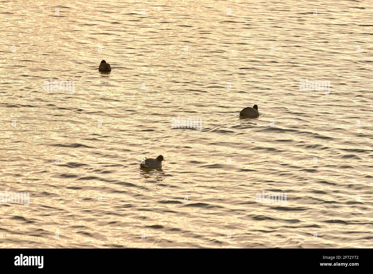 Eurasian or Australian coot, Fulica atra. Birds floating on water ...