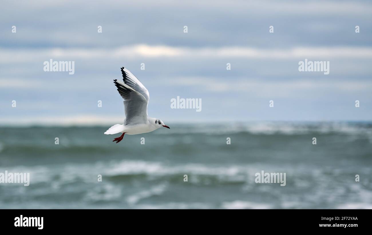 Seagull, gull flying over sea. Seascape of hovering white bird on ...