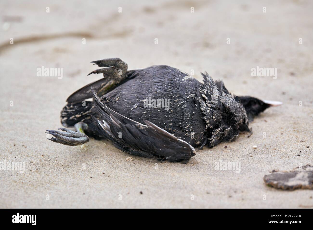 Bird died plastic waste hi-res stock photography and images - Alamy