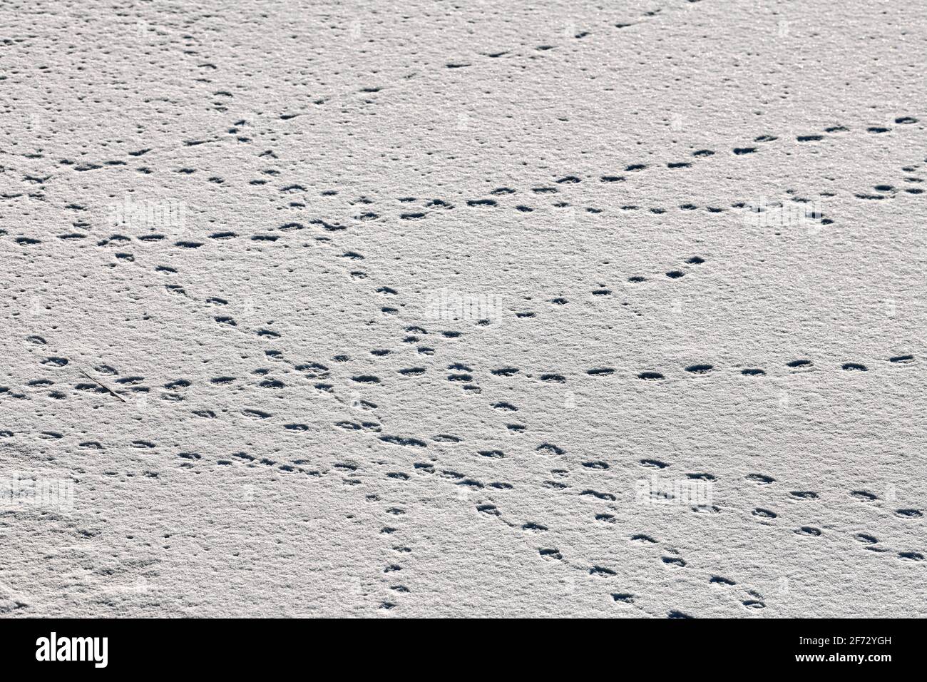 Bird footprints and traces of birds on white snow, close-up. Winter ...