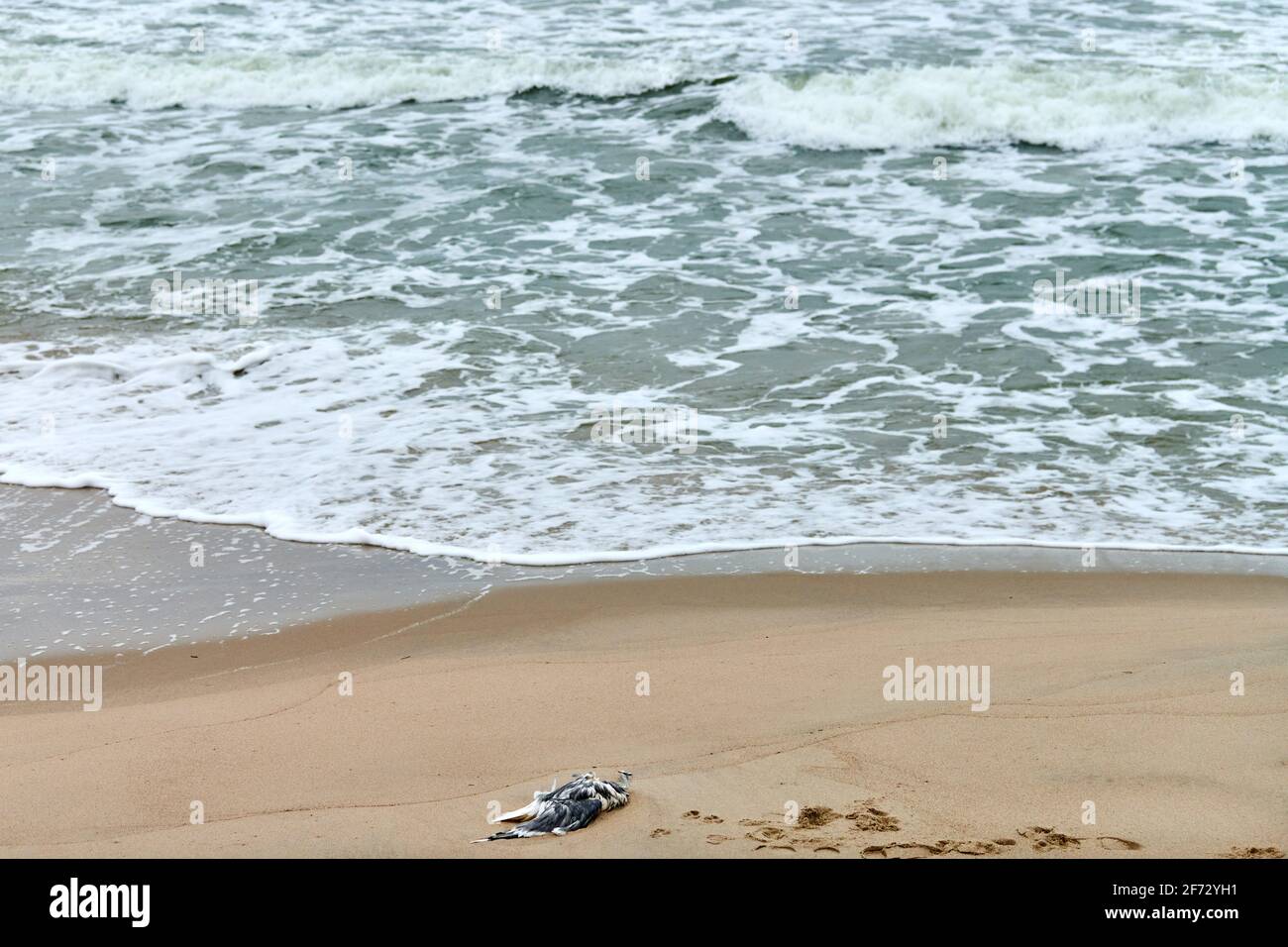 Dead seabird on polluted sandy beach. Outstretched dead body of bird on ...