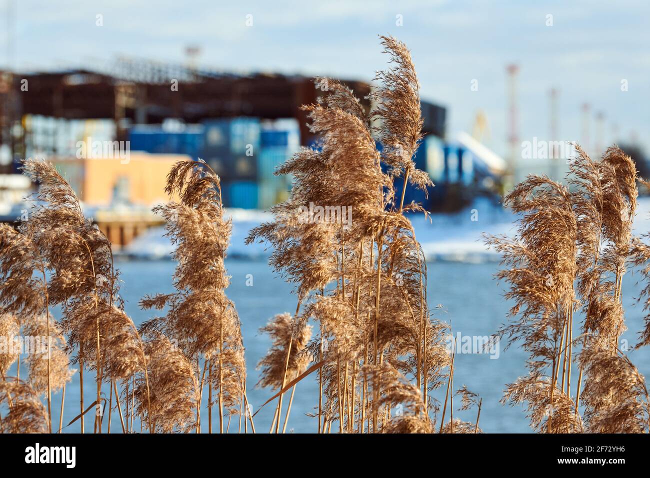 Dry reed stalks growing on banks of river, industrial background. River ...