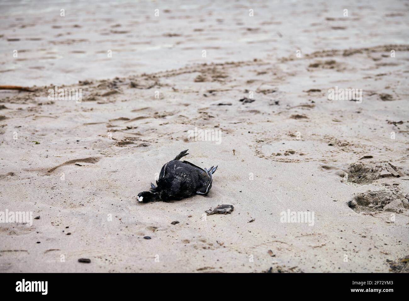 Australian beach litter hi-res stock photography and images - Alamy