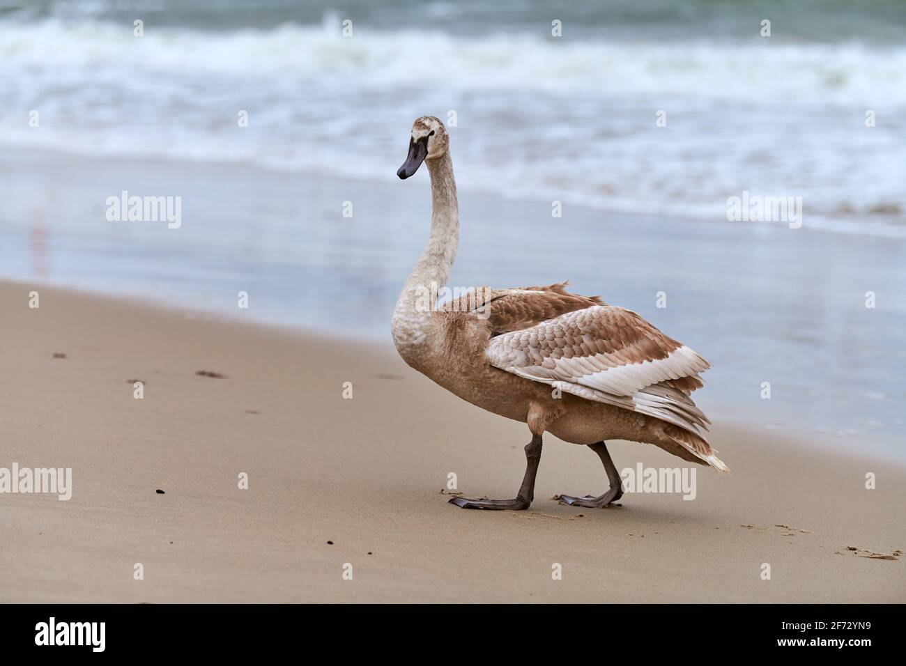 Young brown colored white swan walking by blue waters of Baltic sea ...