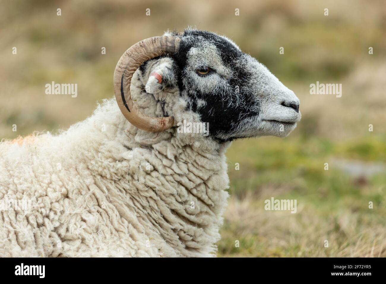 Sheeps in the moorland hi-res stock photography and images - Alamy