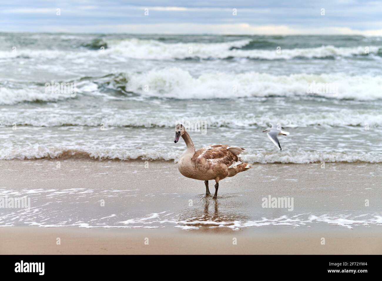 Young brown colored white swan walking by blue waters of Baltic sea ...