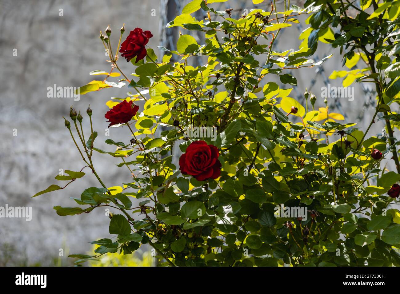 Big green bush with few mature and few young red rose flowers Stock ...