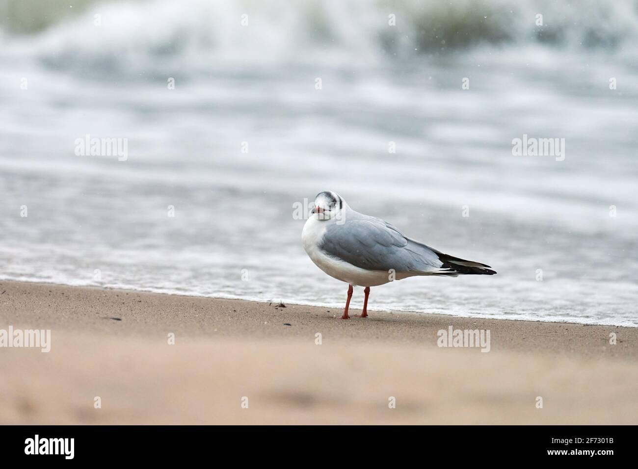 Seagull walking along seashore. Black-headed gull, Chroicocephalus ...