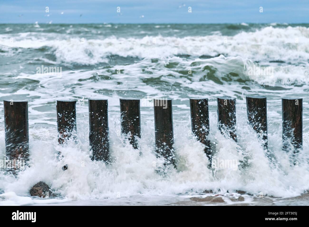 High wooden breakwaters stretching at coastline, close up view. Long ...