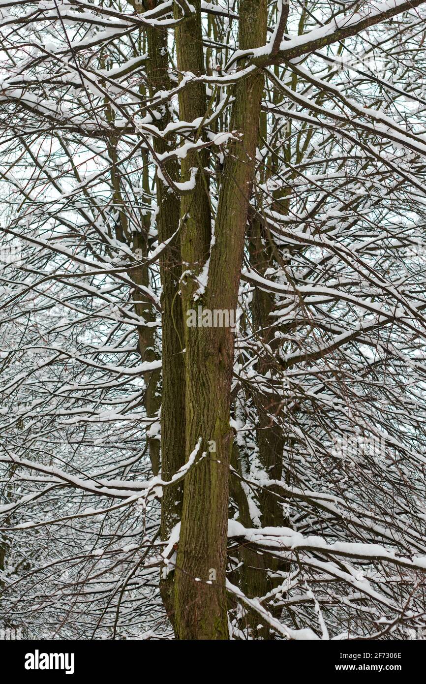 Deciduous tree with branches covered with snow in forest. Frozen tree ...