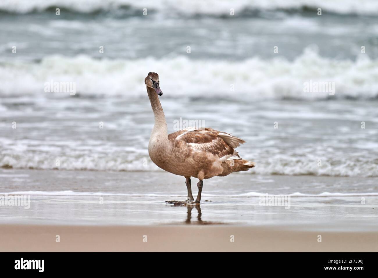 Young brown colored white swan walking by blue waters of Baltic sea ...