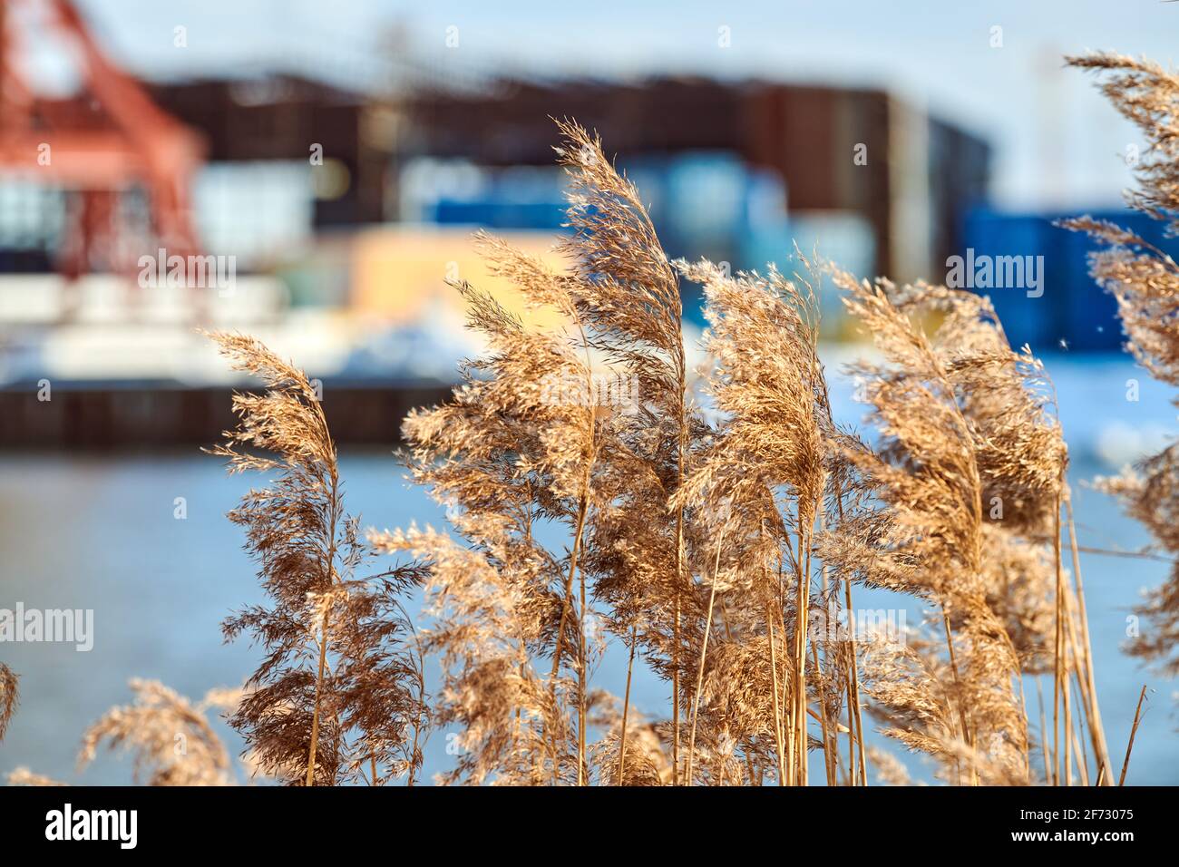 Dry reed stalks growing on banks of river, industrial background. River ...