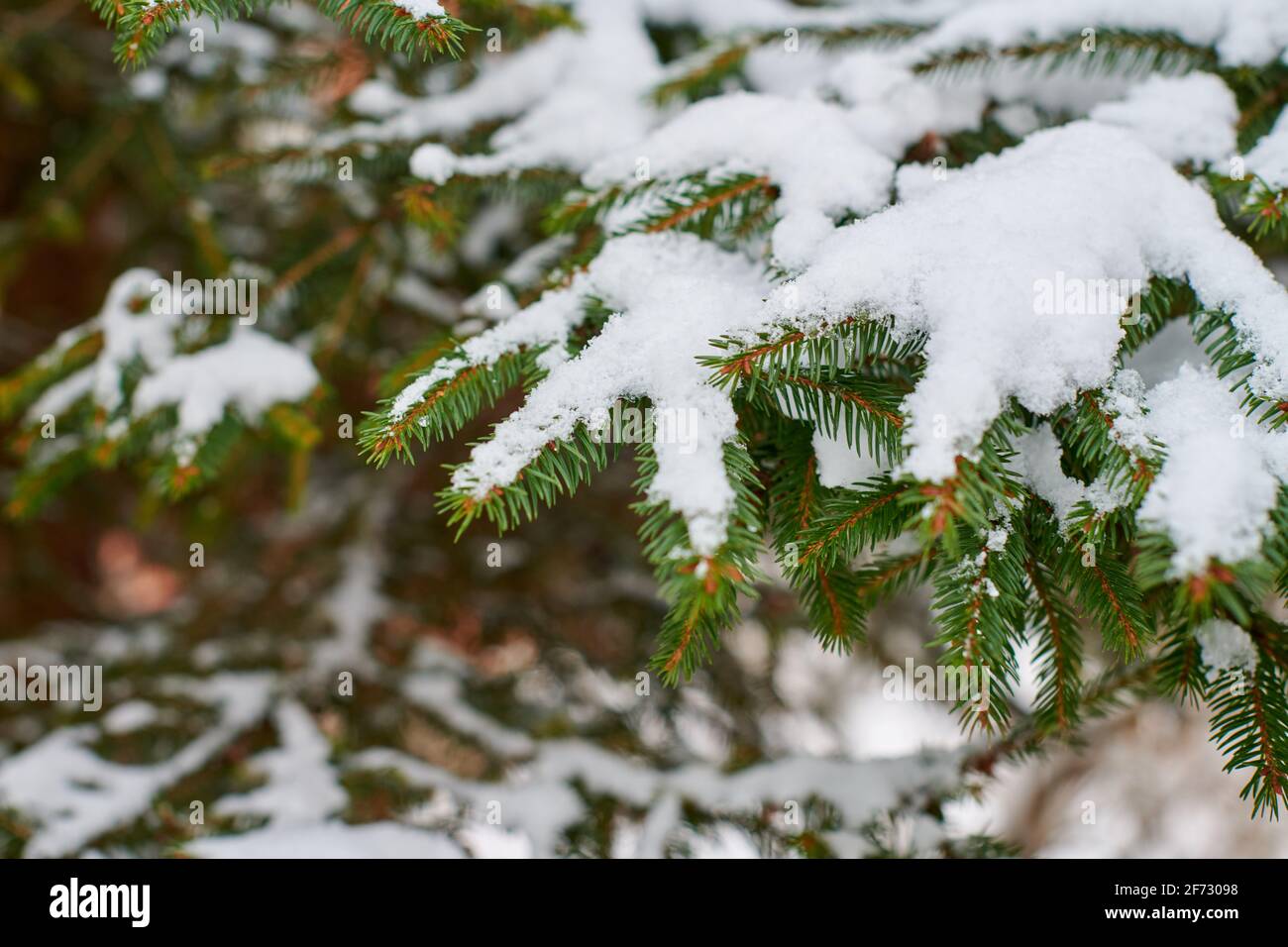 Coniferous tree branch covered with snow in winter. Fir-tree frozen ...
