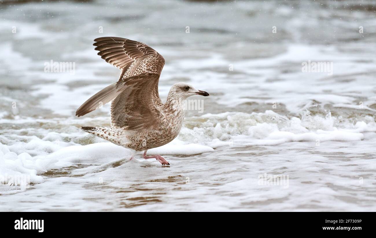 Yellow-legged gull, Larus michahellis, splashing in Baltic sea water ...