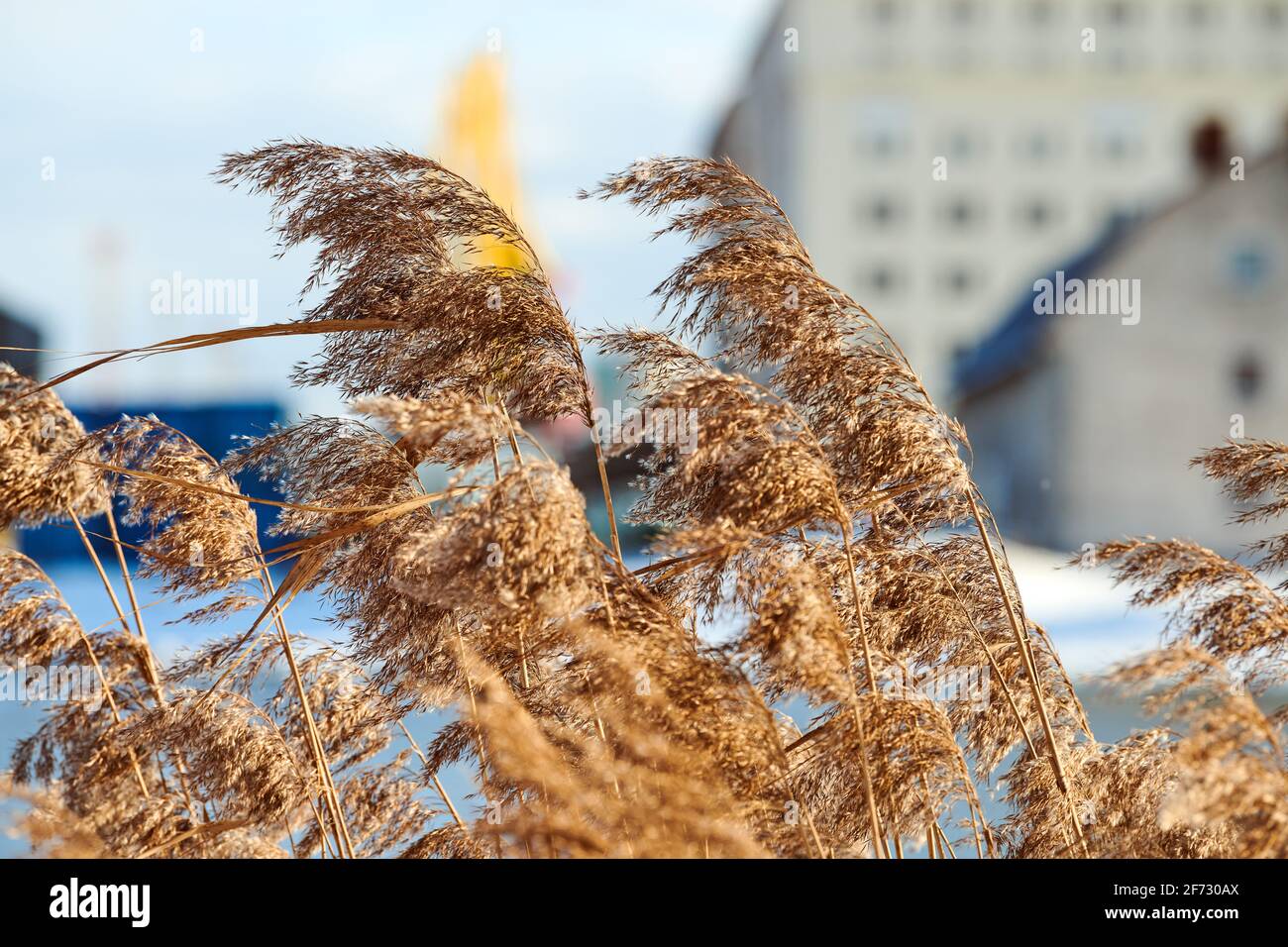 Dry reed stalks growing on banks of river, industrial background. River ...