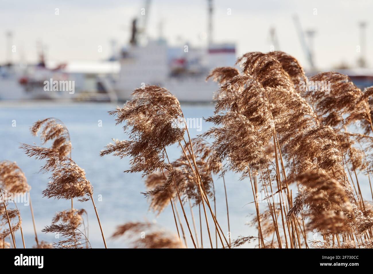 Dry reed stalks growing on banks of river, industrial background. River ...